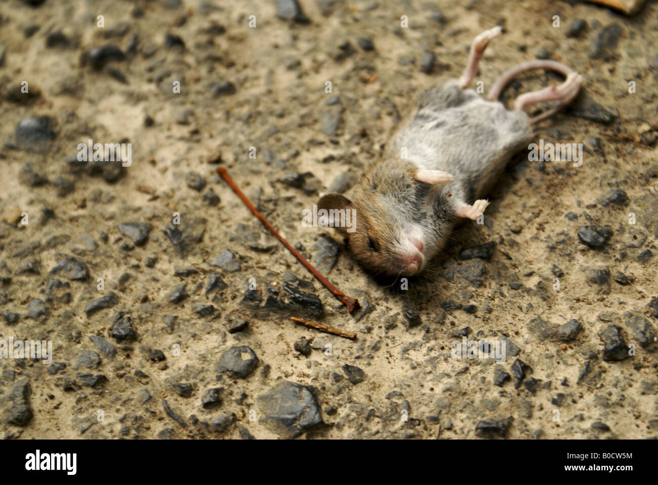 Death of mouse hi-res stock photography and images - Alamy