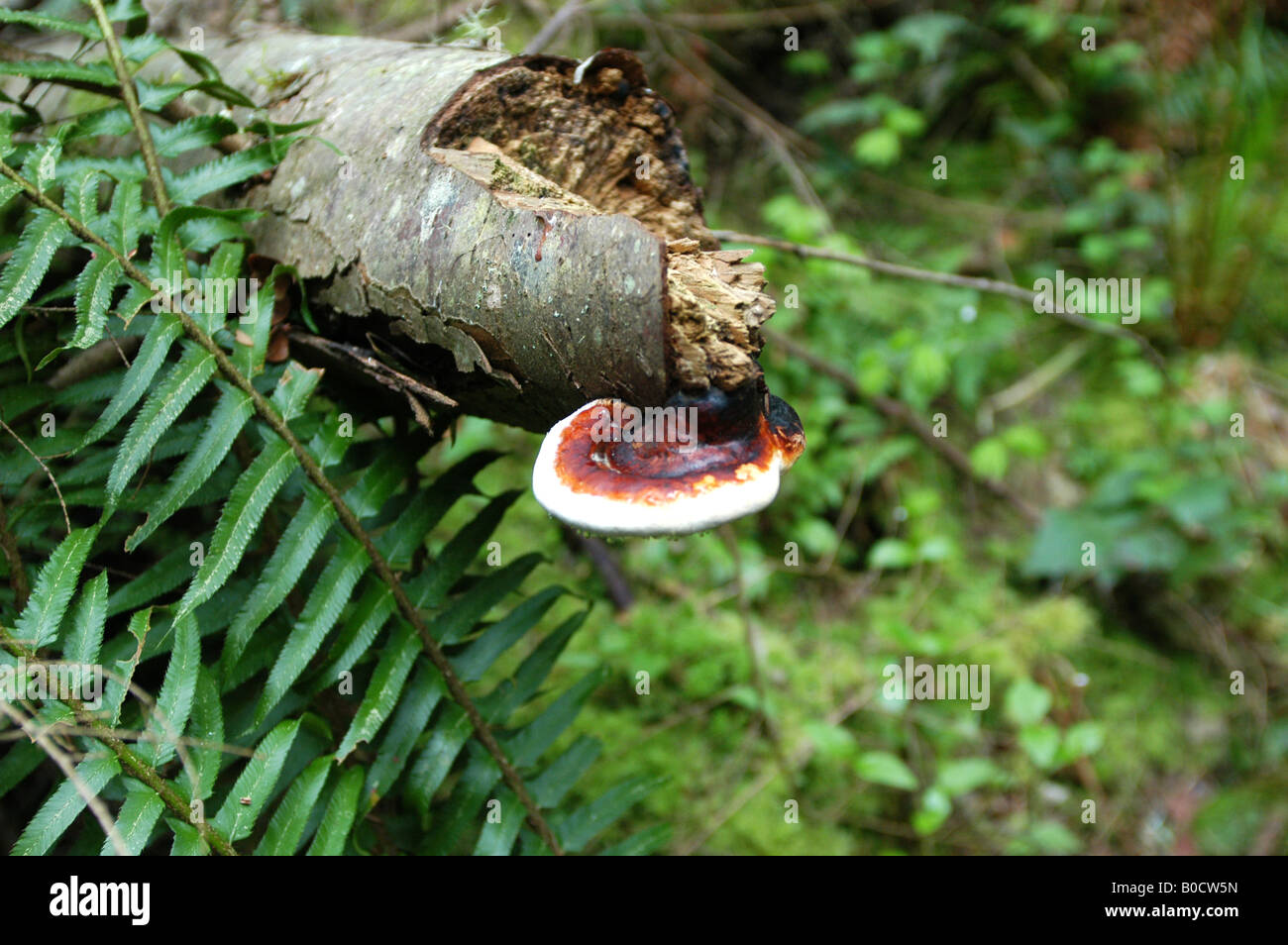 Fungi On Dead Trees