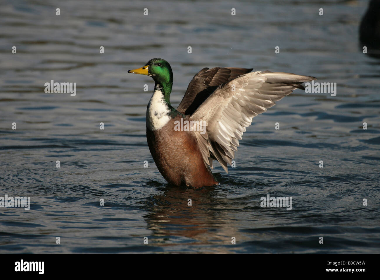 Male mallard duck Anas platyrhynchos stretching its wings Stock Photo ...