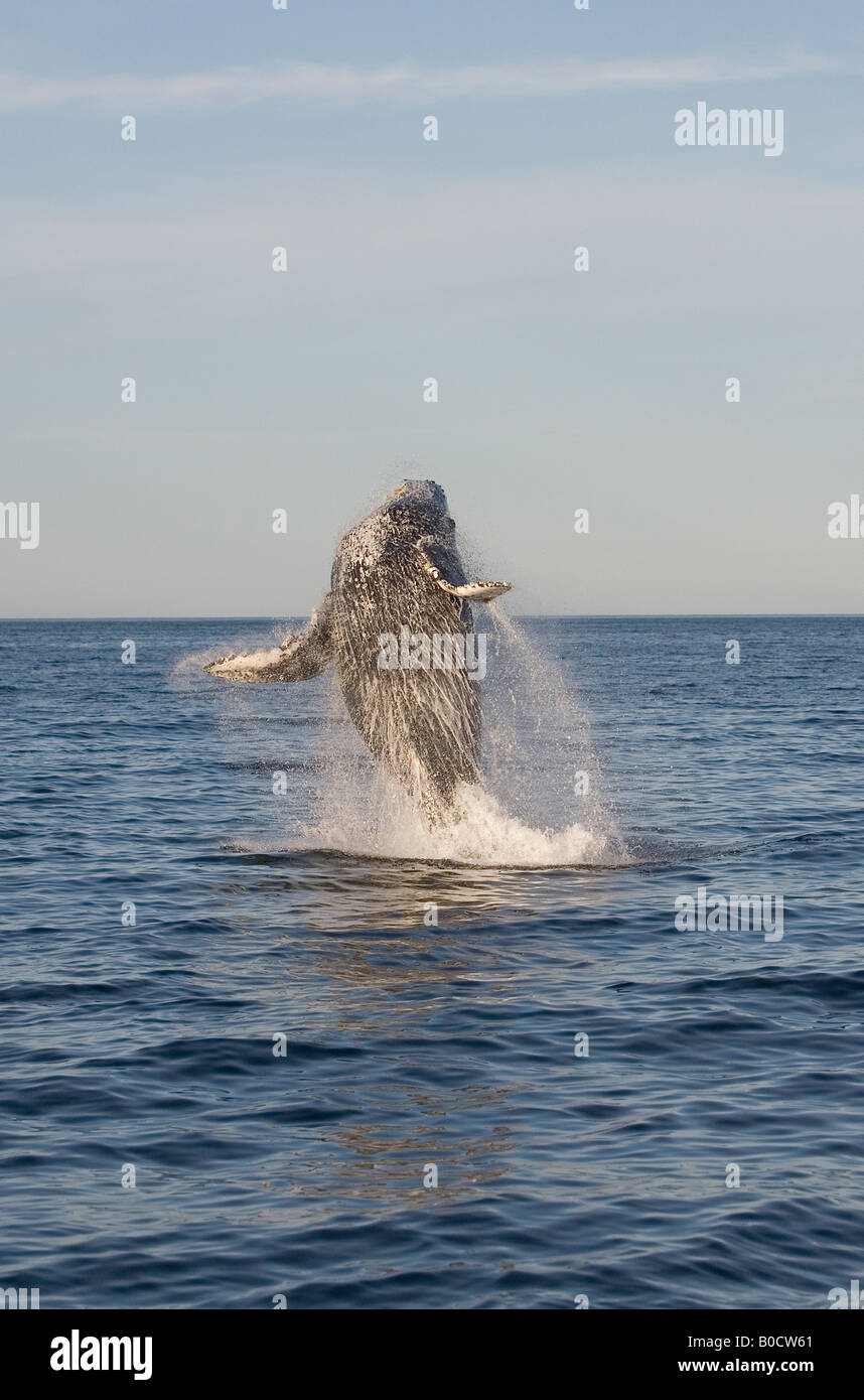 Breaching humpback whale hi-res stock photography and images - Alamy