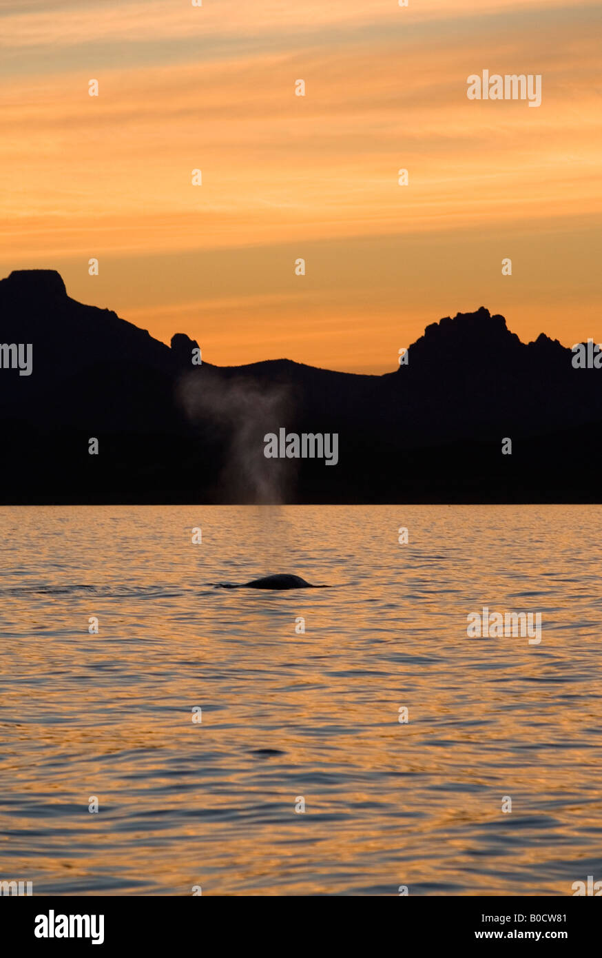 Whale blue blow not humpback not spout hi-res stock photography and ...