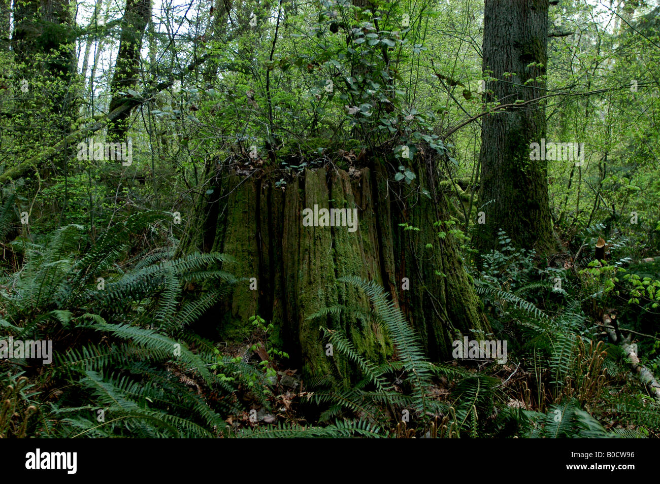 Stump of an old growth pine tree in Washington State Stock Photo - Alamy