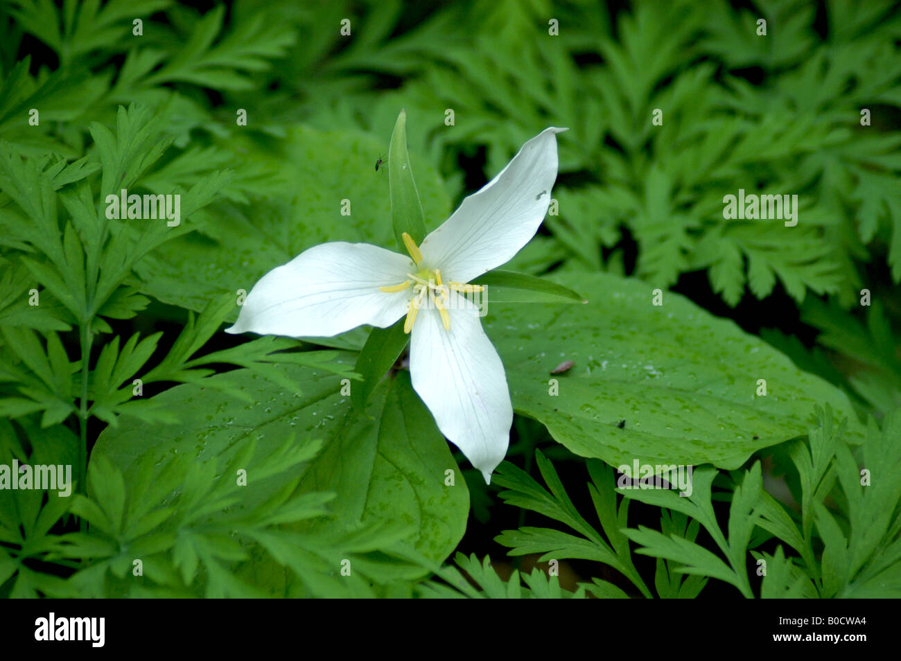 Trillium Flower in the Forest Stock Photo - Alamy