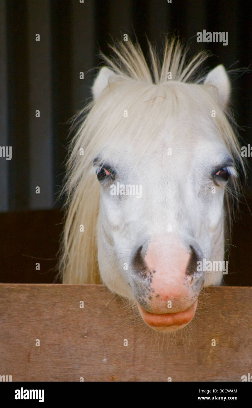 Pony looking out of the stable, portrait photograph head shot Stock ...