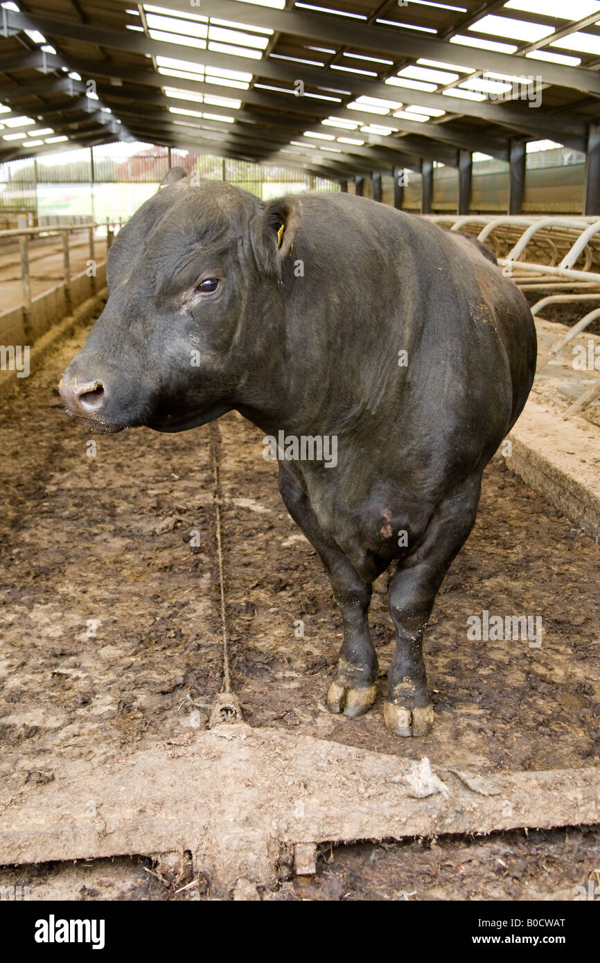 Black bull in a barn Hampshire England Stock Photo - Alamy