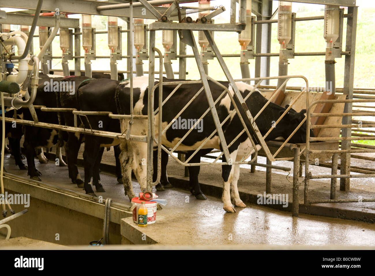 Cows being milked hi-res stock photography and images - Alamy