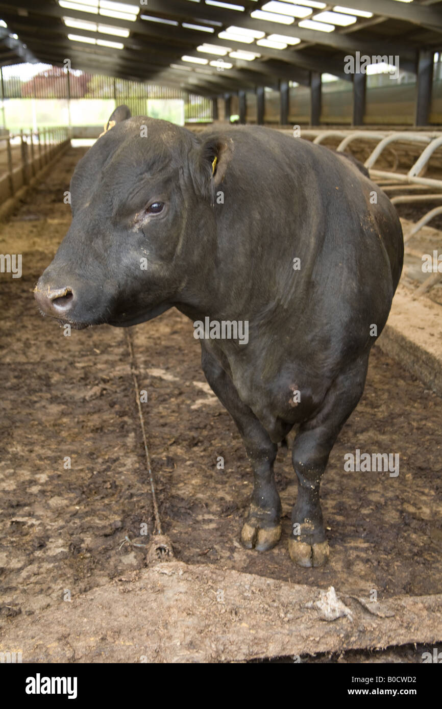 Black bull in a barn Hampshire England Stock Photo - Alamy