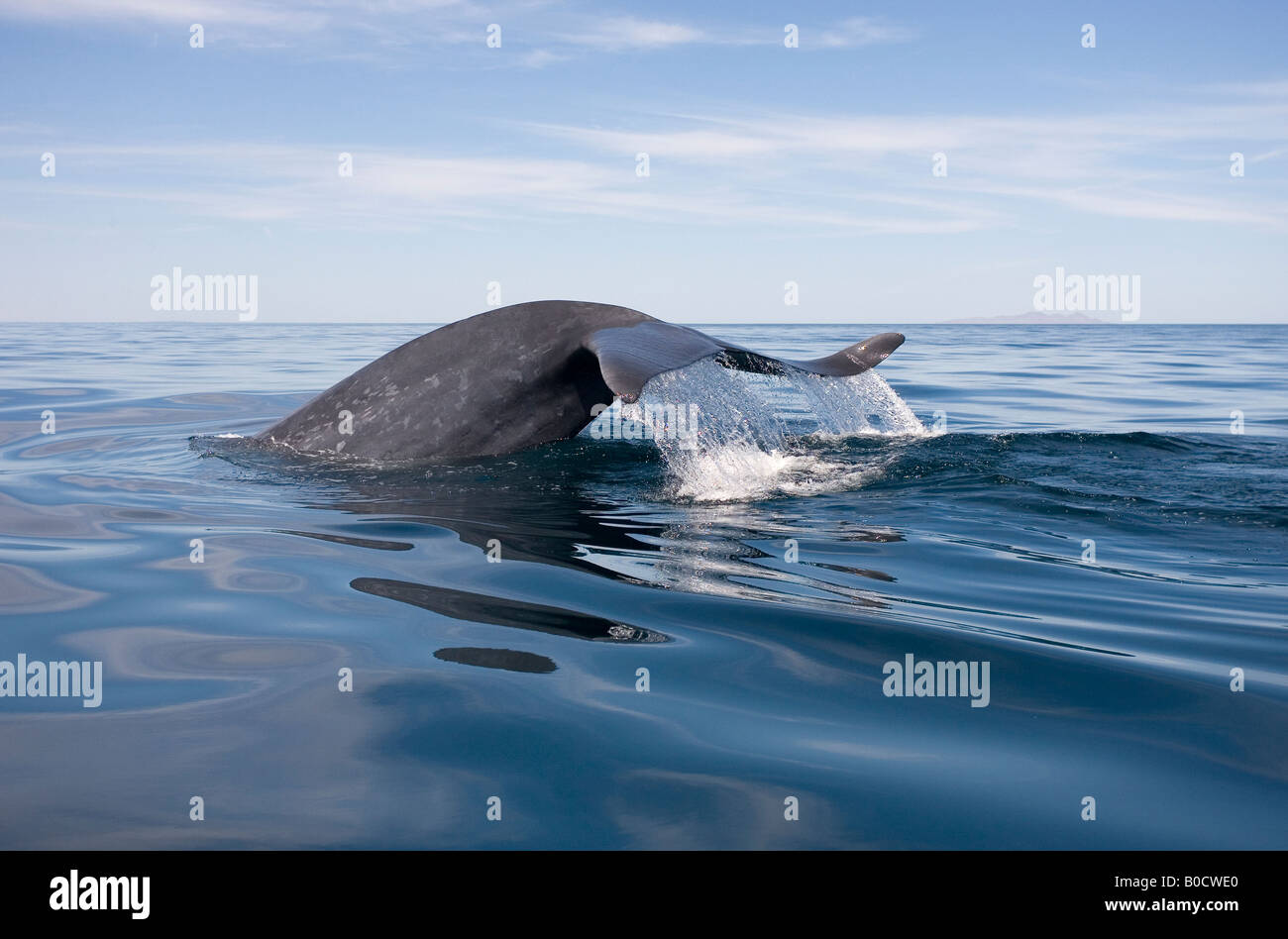 Blue Whale Fluke Stock Photo - Alamy
