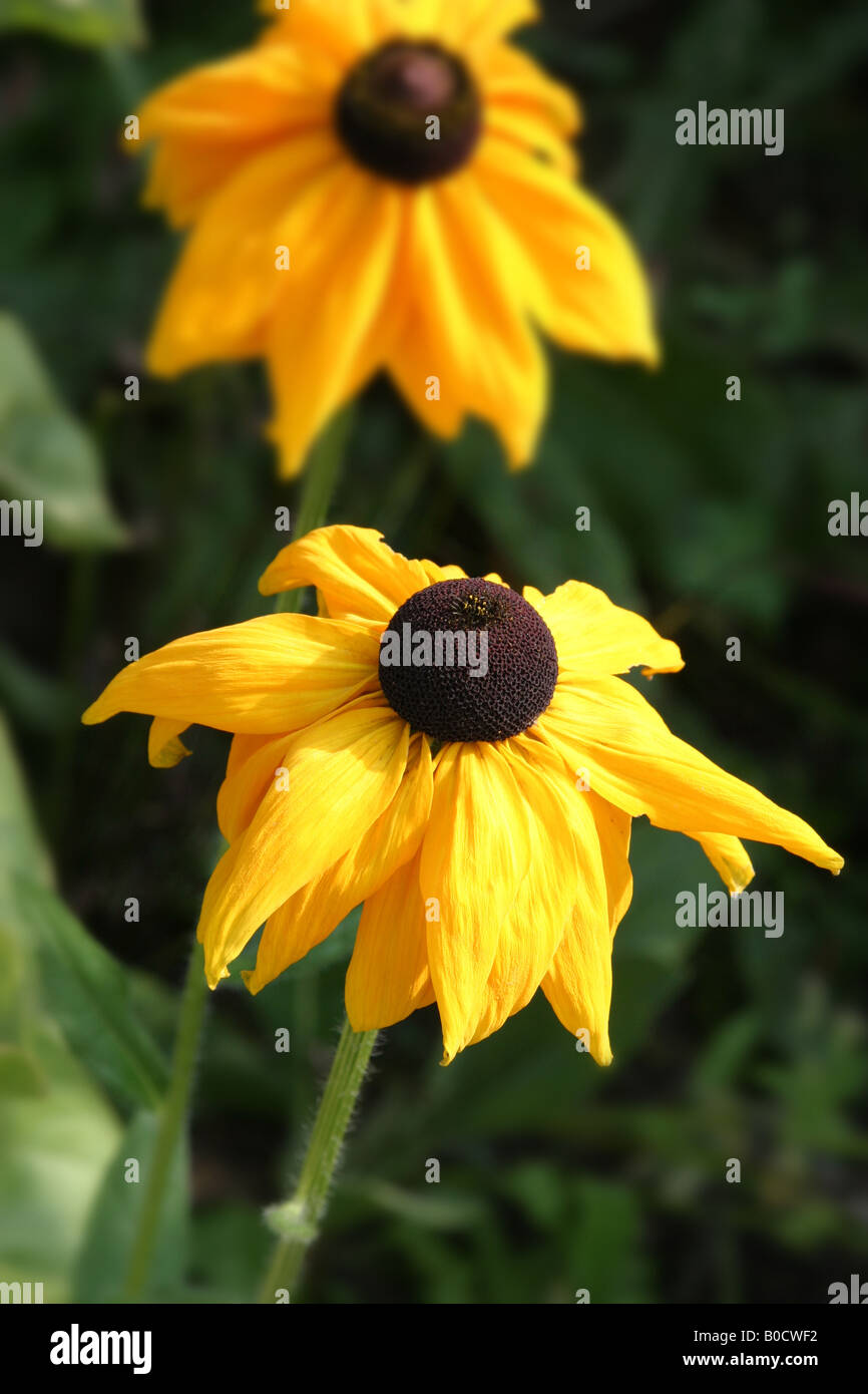 Yellow Echinacea flower heads Stock Photo - Alamy