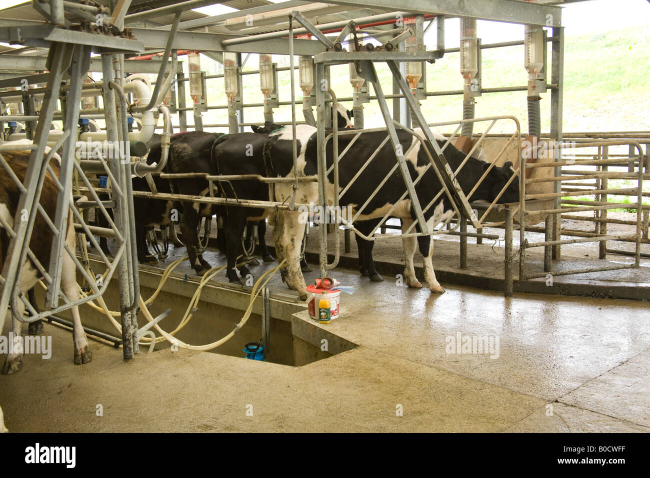 Dairy cows are being milked hi-res stock photography and images - Alamy