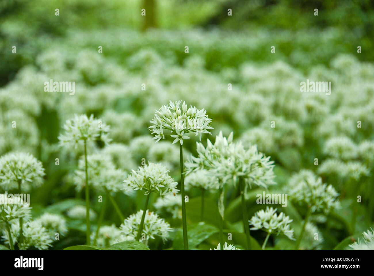 Wild Garlic Growing in dappled woodland Allium ursinium Stock Photo - Alamy