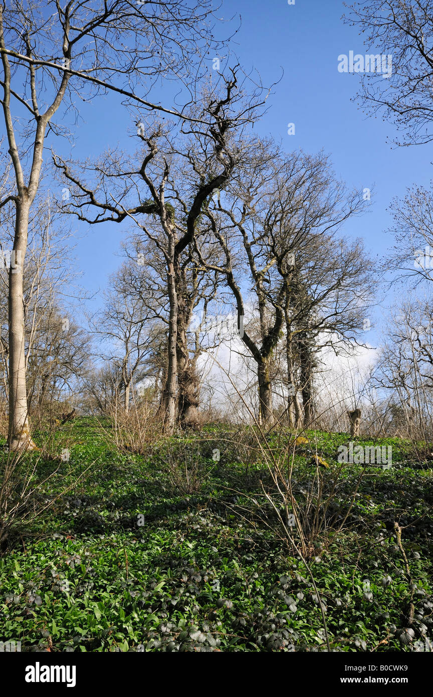 Copice with Standards Woodland Management Midger Wood Stock Photo - Alamy