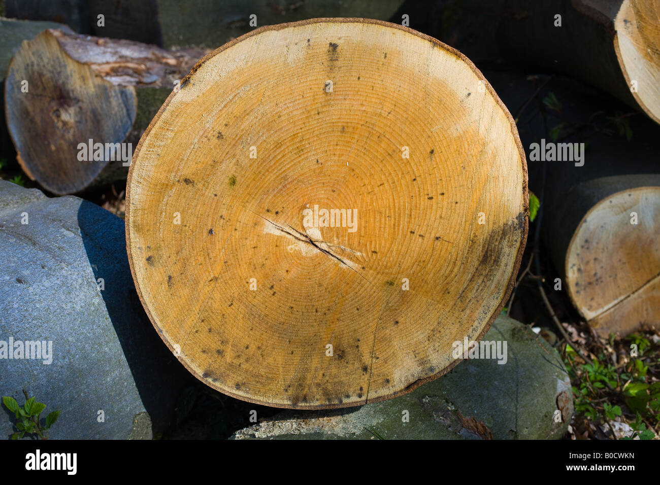CROSS SECTION OF A BEECH TREE TRUNK SHOWING GROWTH RINGS ALSACE FRANCE ...