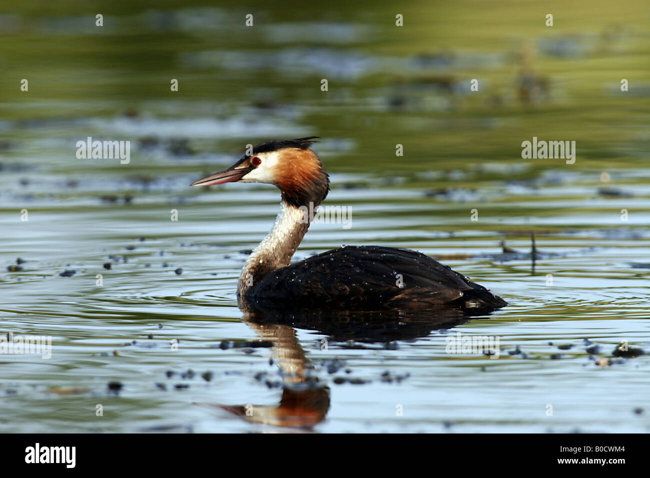 Grebe feet hi-res stock photography and images - Alamy