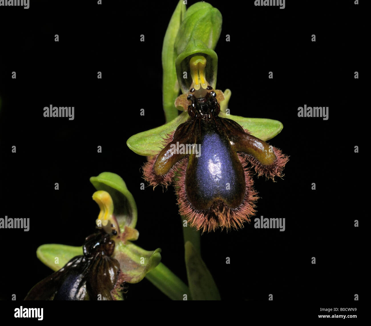 Ophrys vernixia hi-res stock photography and images - Alamy