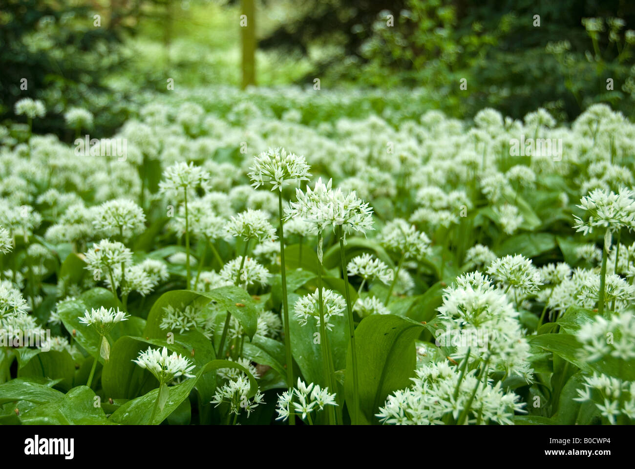 Wild Garlic Growing in dappled woodland Allium ursinium Stock Photo - Alamy