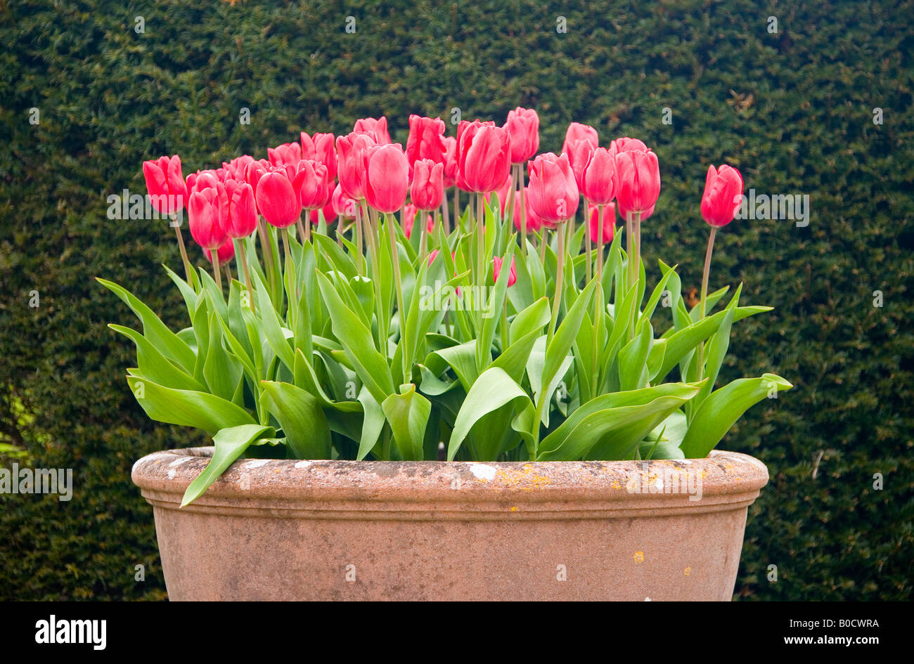 Red tulips bursting from their pot in a formal garden Stock Photo - Alamy