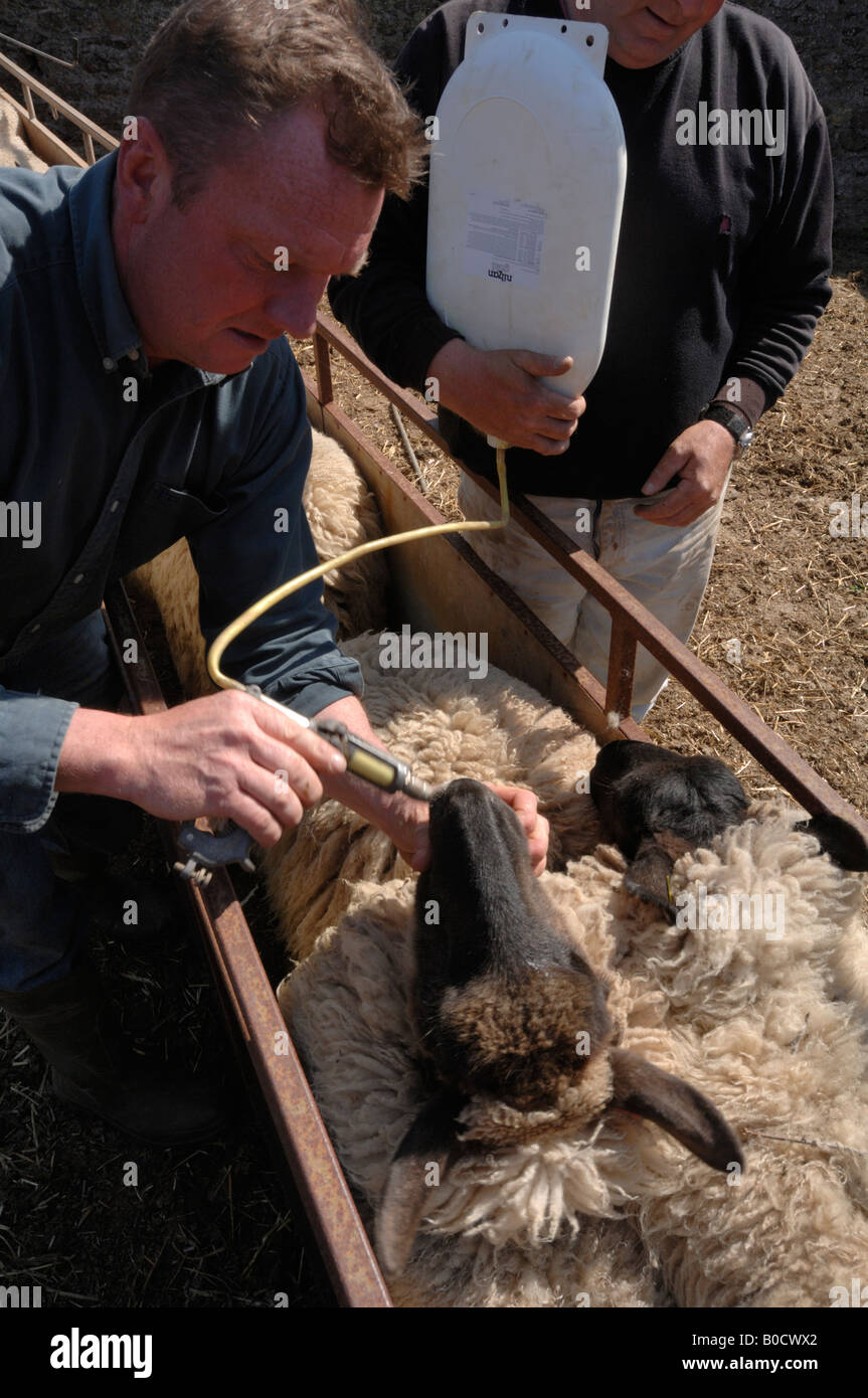 Farmer administering medication to sheep Marloes Pembrokeshire Wales UK ...