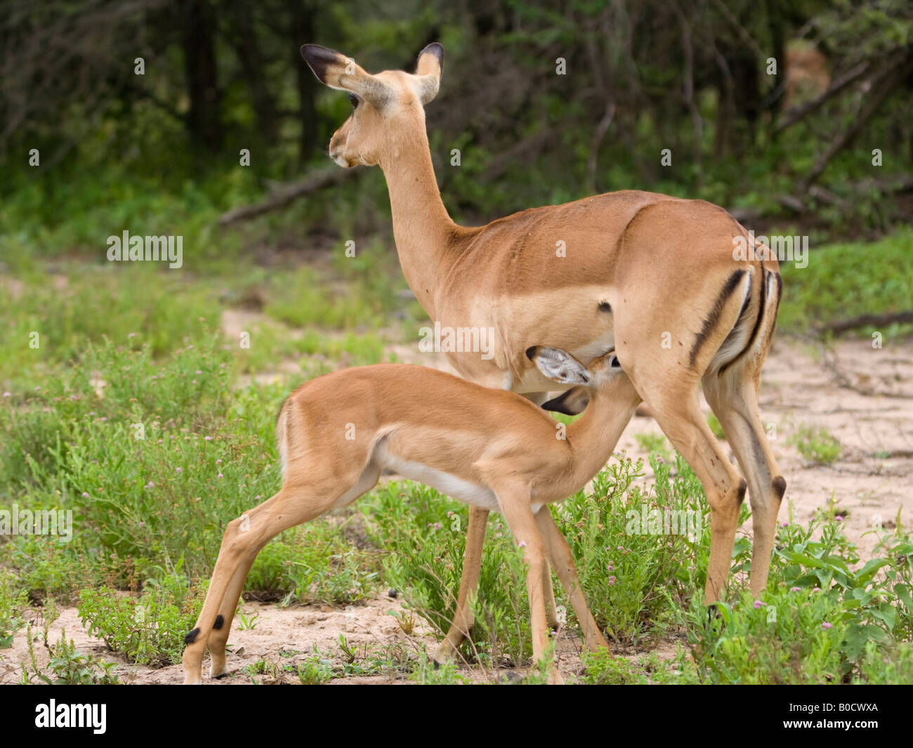 Impala baby mother nursing hi-res stock photography and images - Alamy