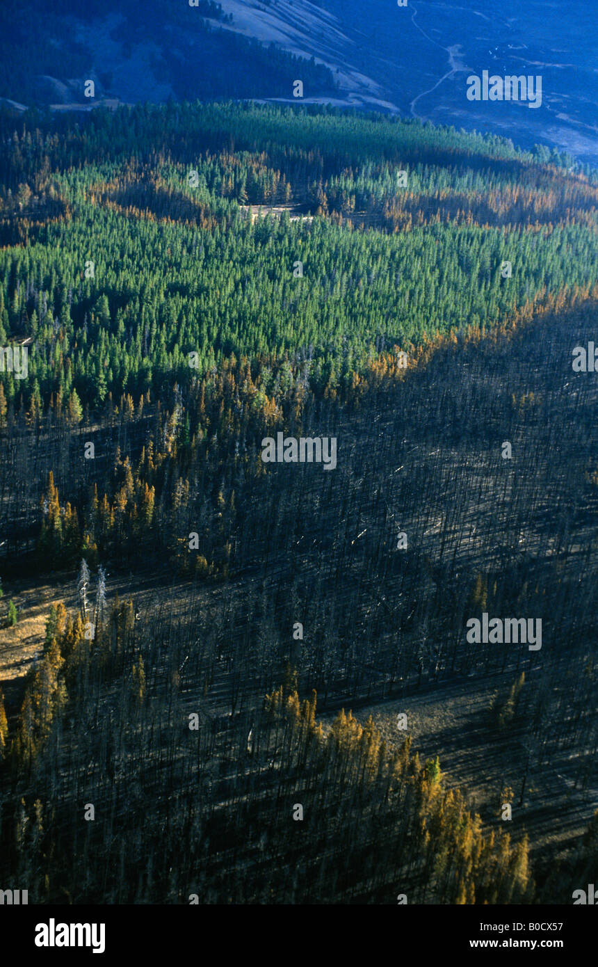 Yellowstone Fires Of 1988