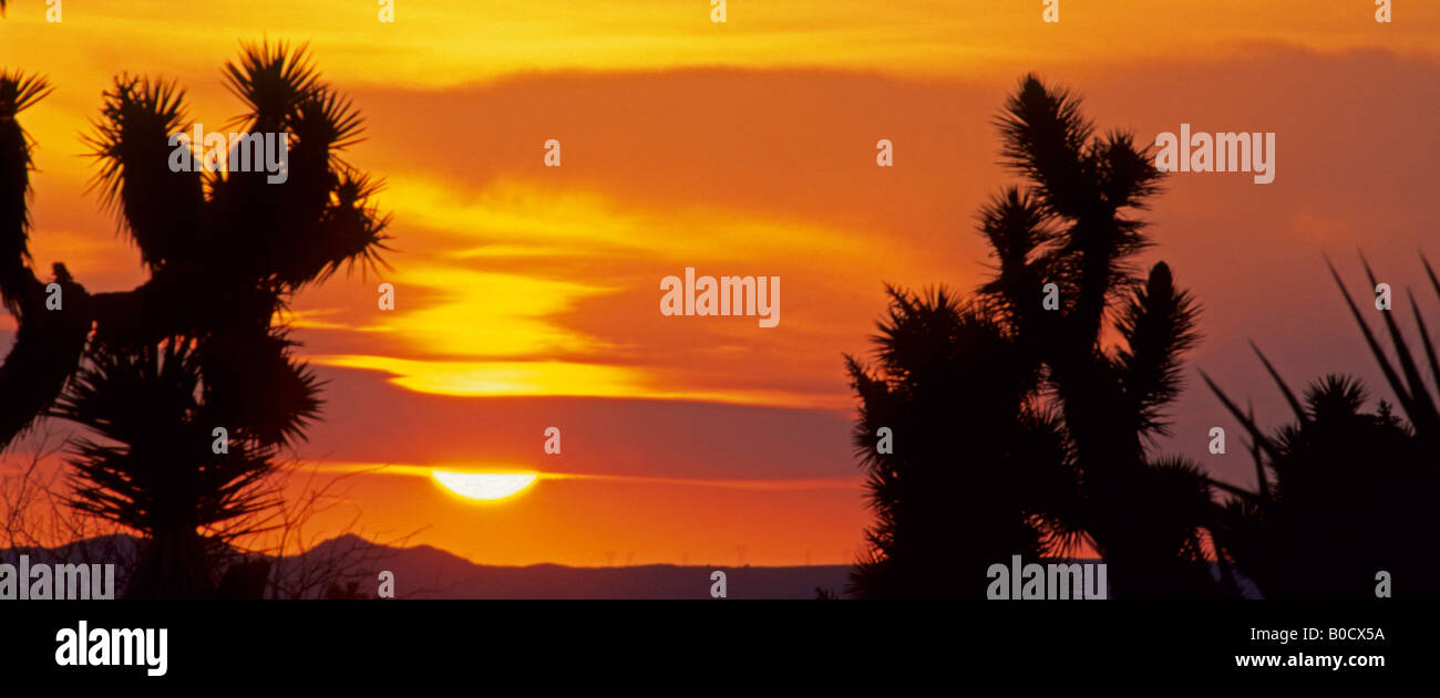 Joshua Tree National Park at sunset, California Stock Photo - Alamy