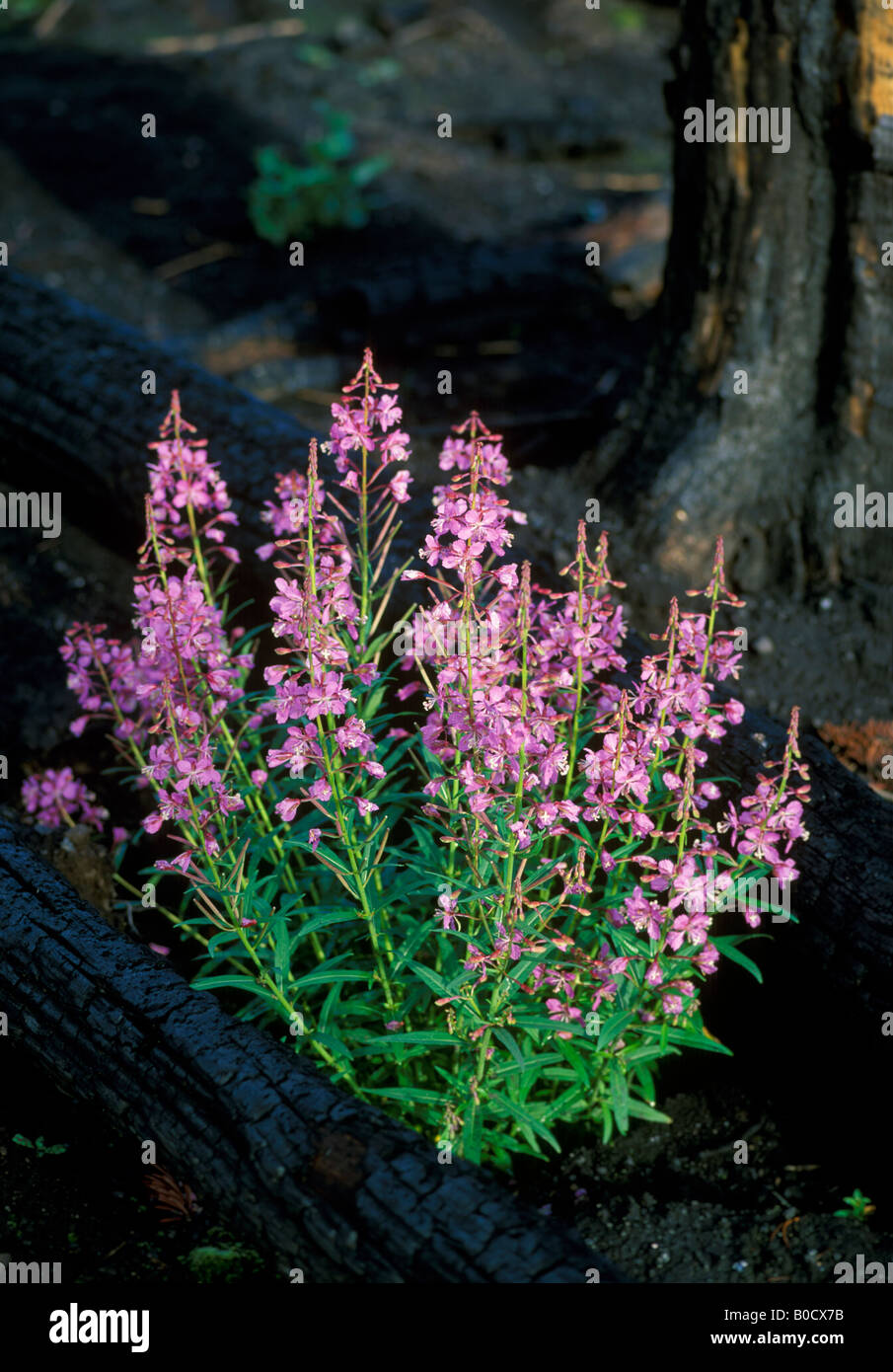 Fireweed Epilobium angustifolium flowering in charred Lodgepole Pine ...