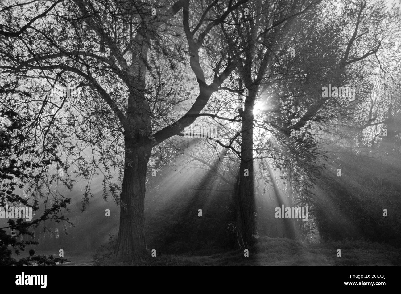 Sun Rising Through Trees in Black and White Stock Photo - Alamy