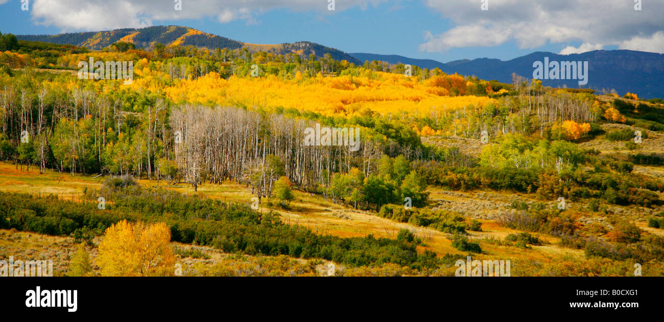 Aspen tree groves in fall, Curecanti National Recreation Area, Colorado ...