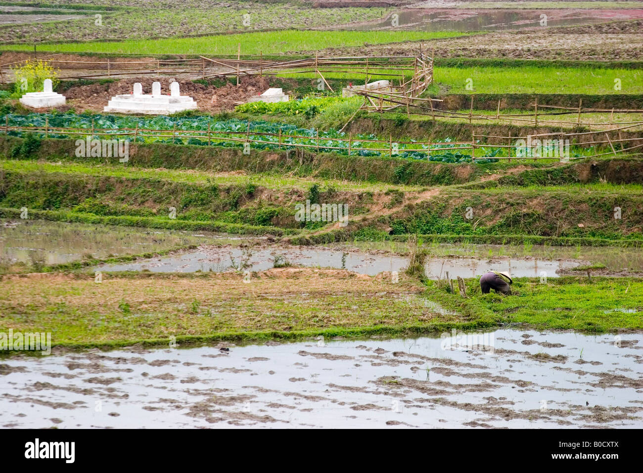 Rice field between Sapa and Hanoi Stock Photo - Alamy