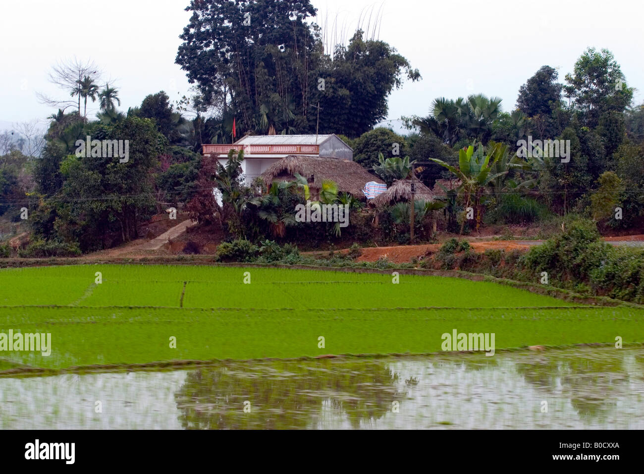 Rice field between Sapa and Hanoi Stock Photo - Alamy