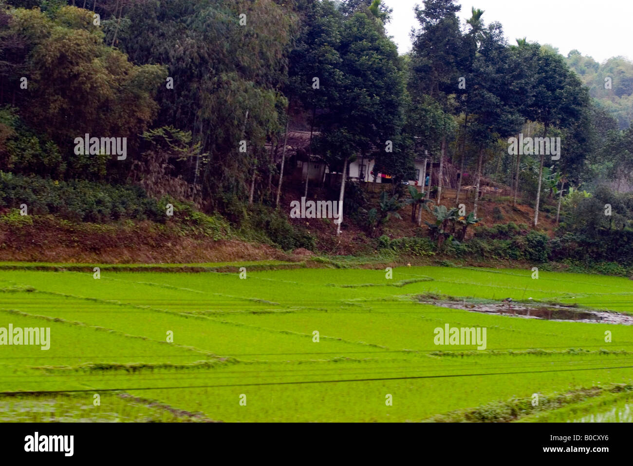 Rice field between Sapa and Hanoi Stock Photo - Alamy