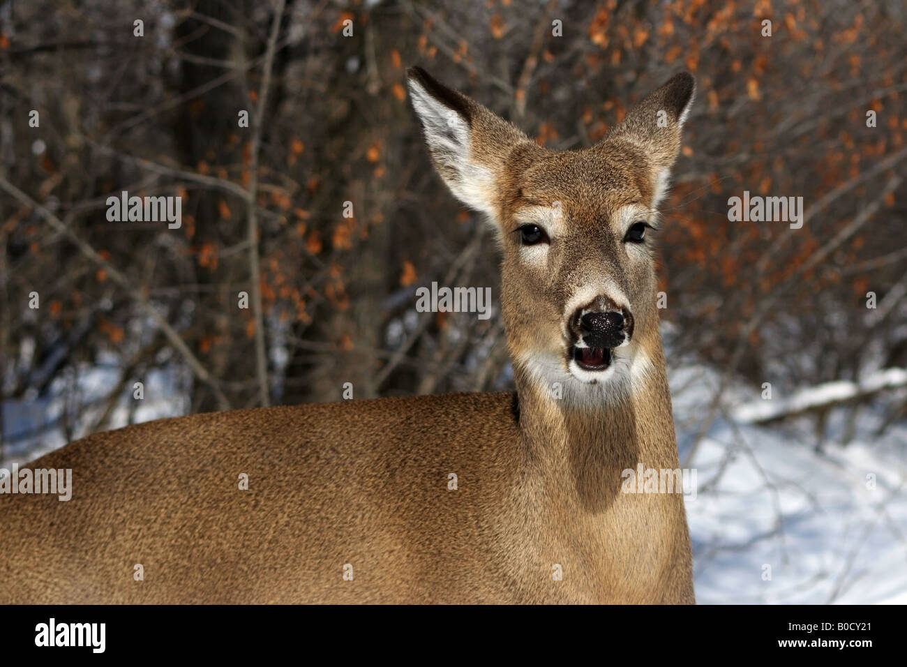 Virginia deer in winter, Longueuil Regional Park Stock Photo - Alamy
