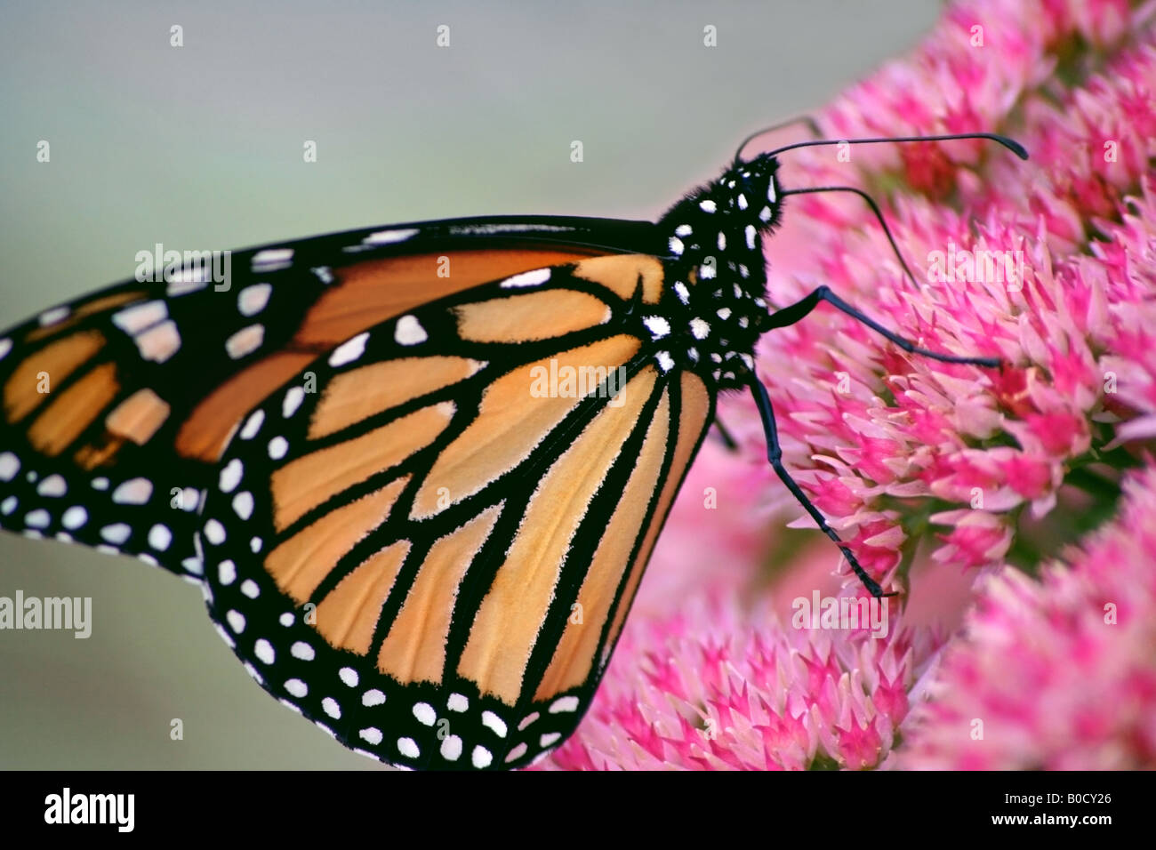 Monarch butterfly feeding from the pink flower of a Sedum Autumn Joy ...