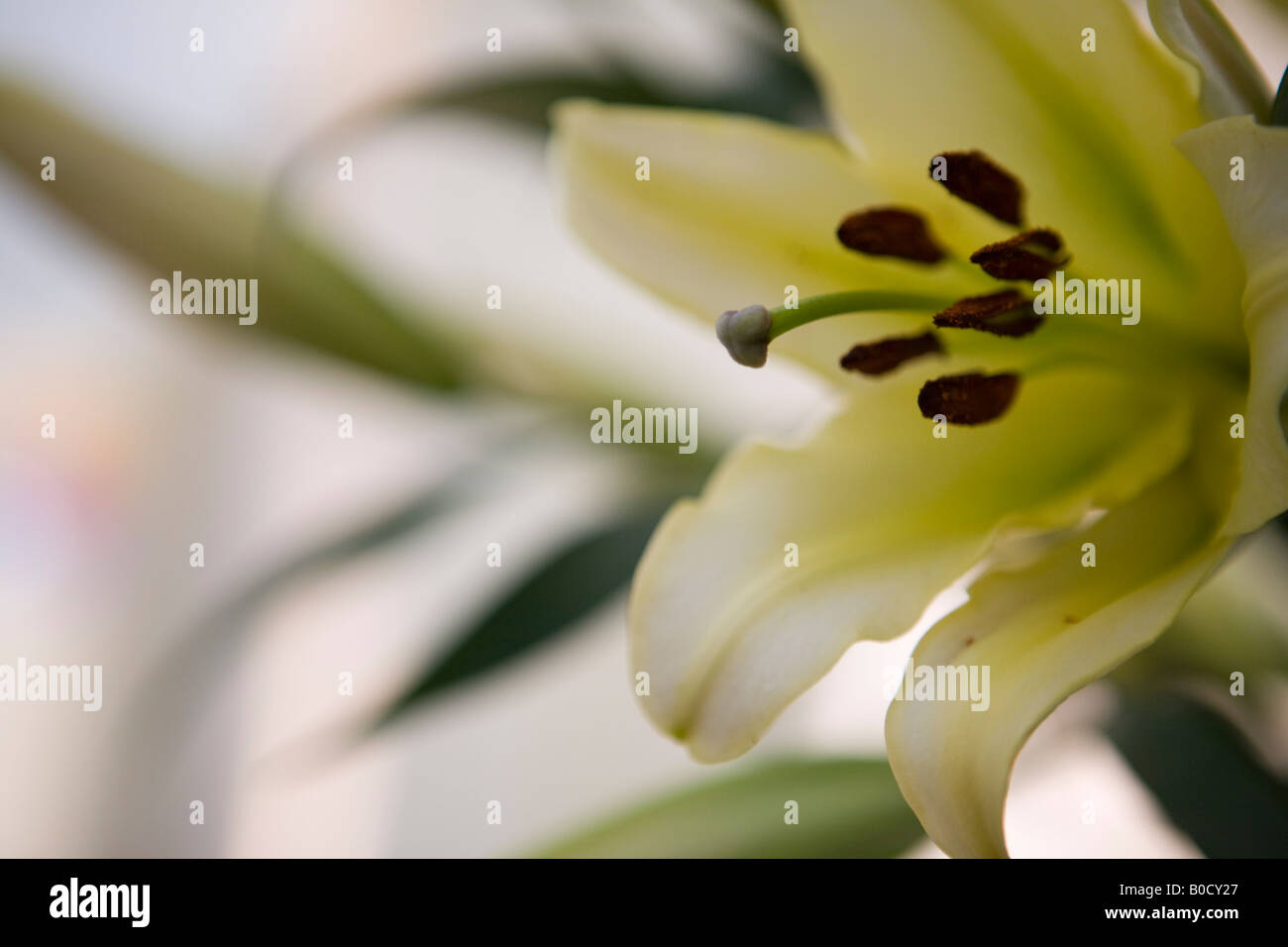 part off a flower and its petals from the side on Stock Photo - Alamy
