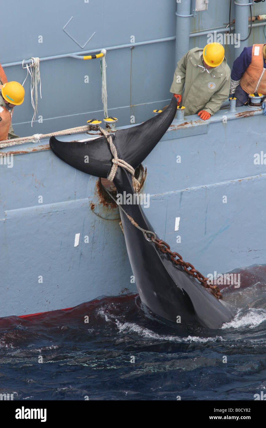 The 'Kyo Maru No 1' whale catcher ship of the Japanese whaling fleet ...