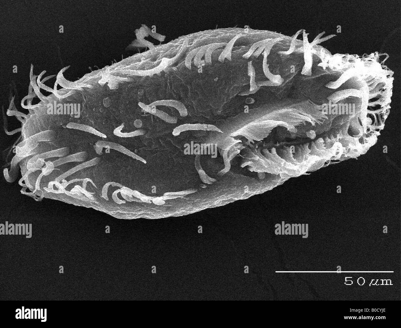 Ciliate hi-res stock photography and images - Alamy