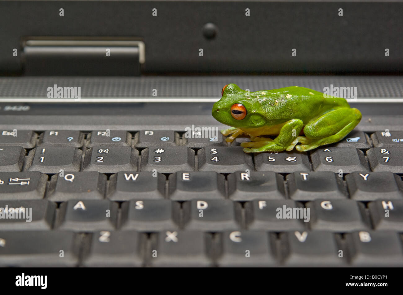 a green tree frog sitting on a laptop keyboard Stock Photo - Alamy