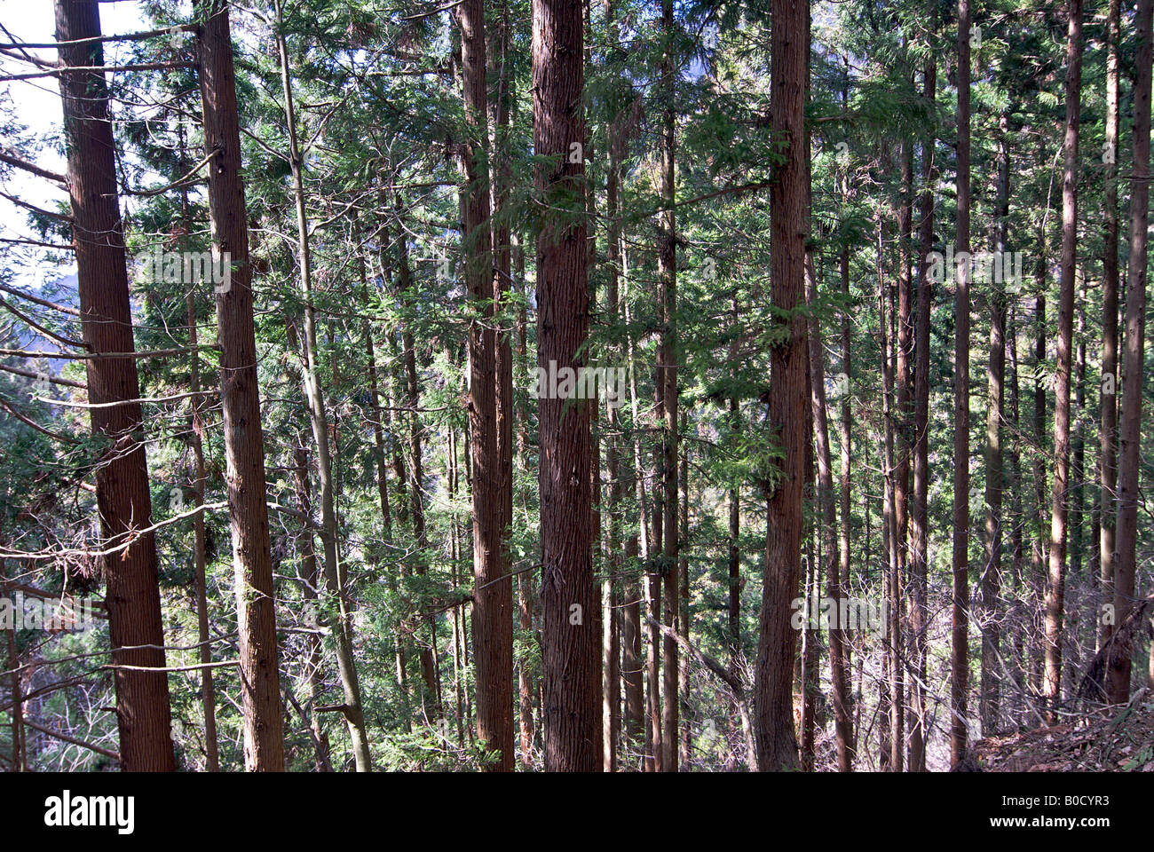 Pine trees. Conifer trunks in the Japanese Alps near Yudanaka Stock ...