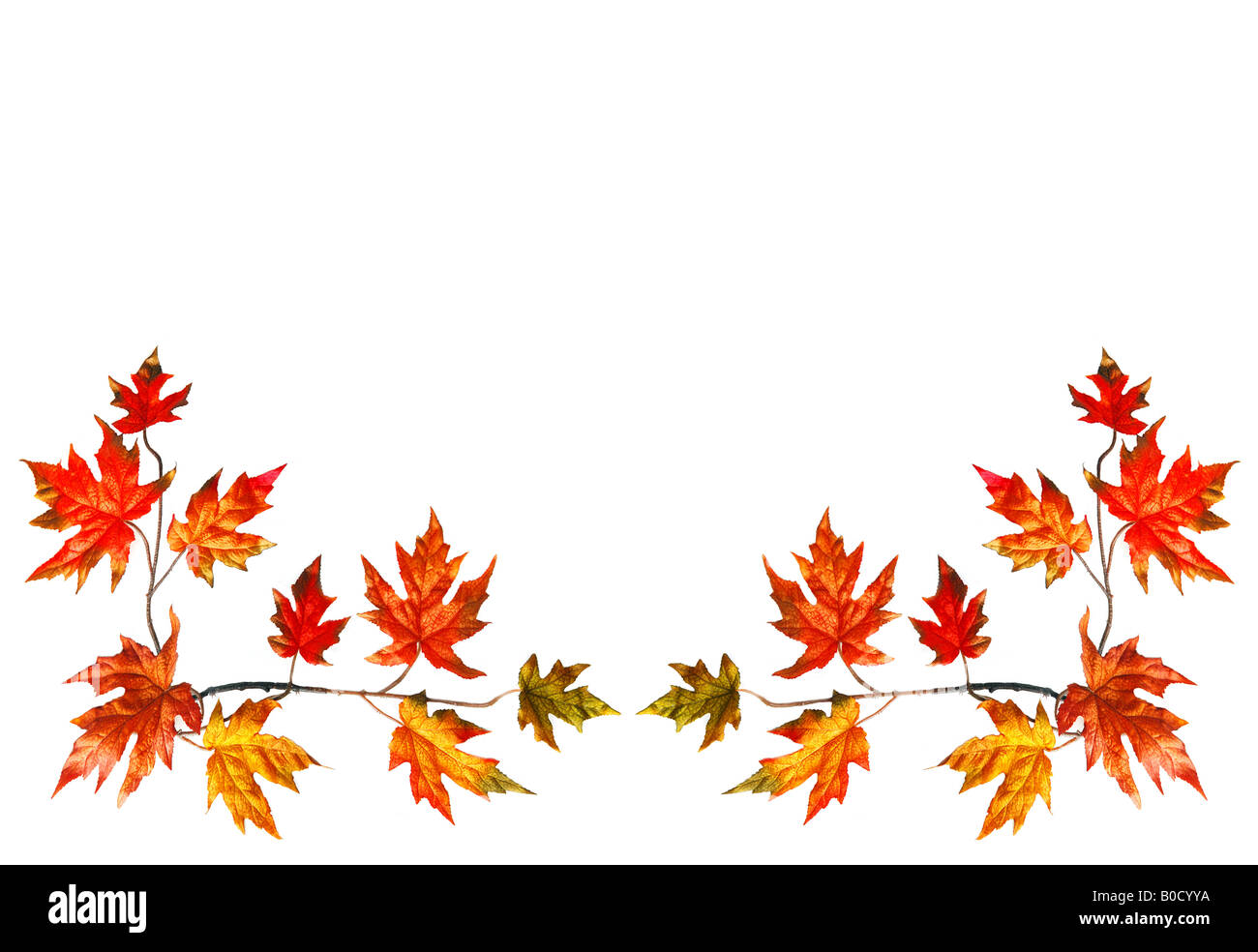 Bottom border with red fall maple leaves Stock Photo - Alamy