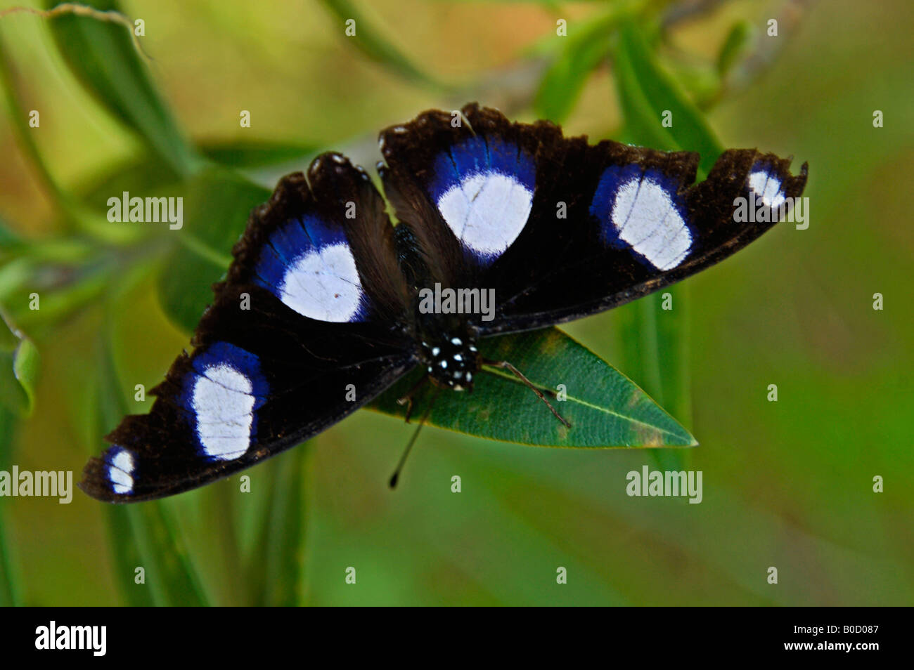 Egg butterfly. So called, due to the odd shaped spots on the wings ...