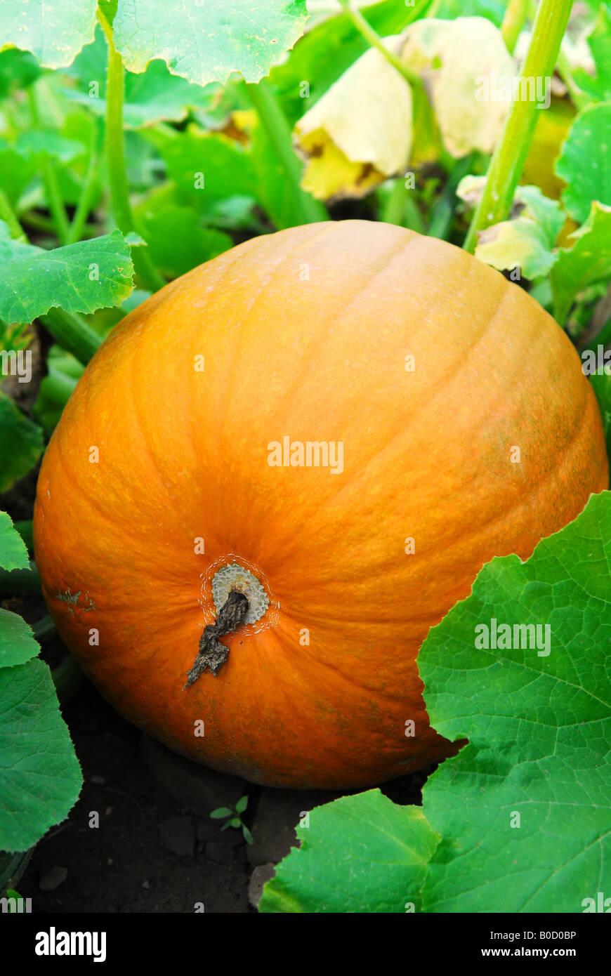 Big pumpkin growing on a pumpkin patch Stock Photo - Alamy