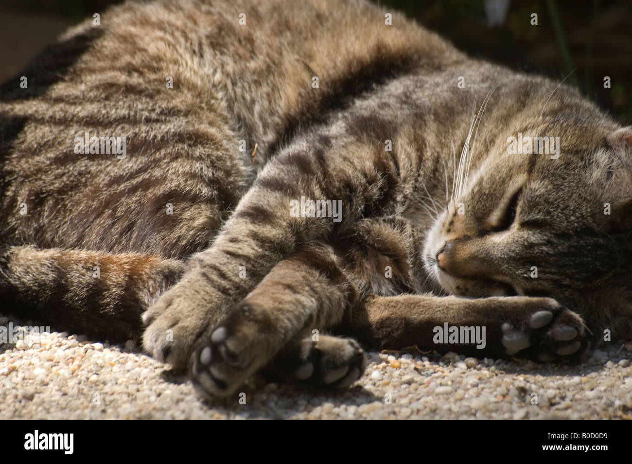 Sleeping tabby cat animal leg hi-res stock photography and images - Alamy