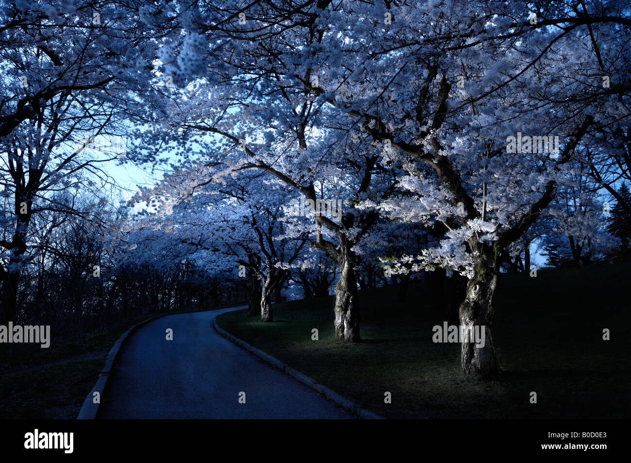 Dramatically illuminated flowering trees at night Stock Photo - Alamy