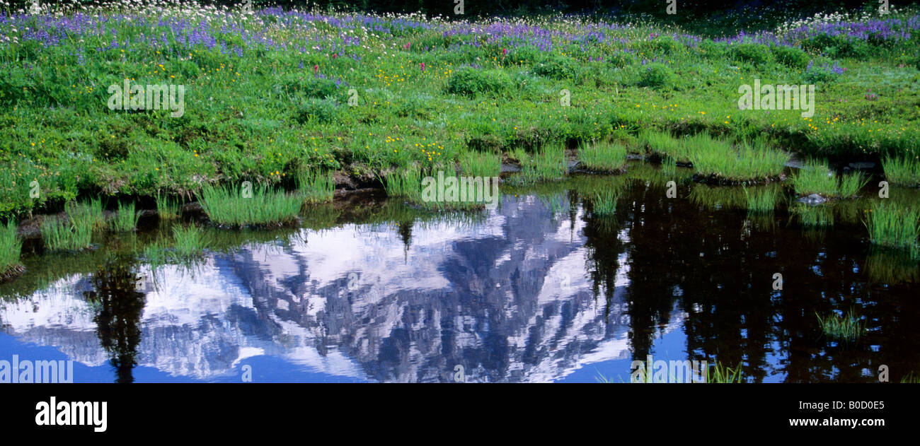 Mount Rainier reflected in small pool, Mt Rainier National Park ...