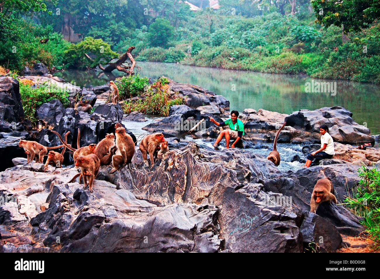 Mudumalai. Monkies enjoying the company of humans and vice-versa Stock ...