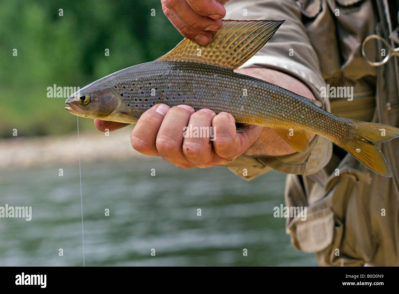 Grayling fish hi-res stock photography and images - Alamy
