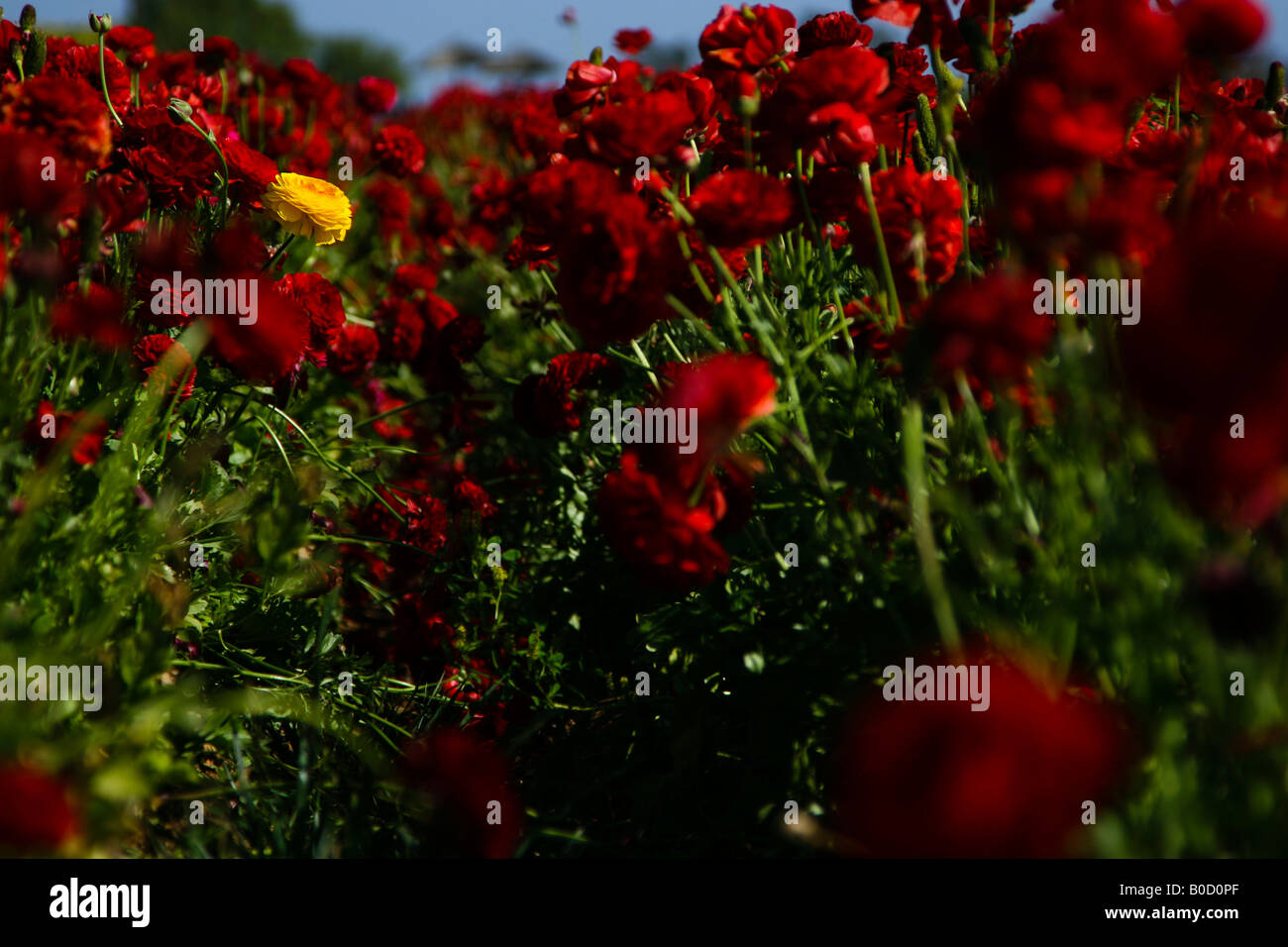 Beautiful red flower garden with a single yellow ranunculus Stock Photo ...