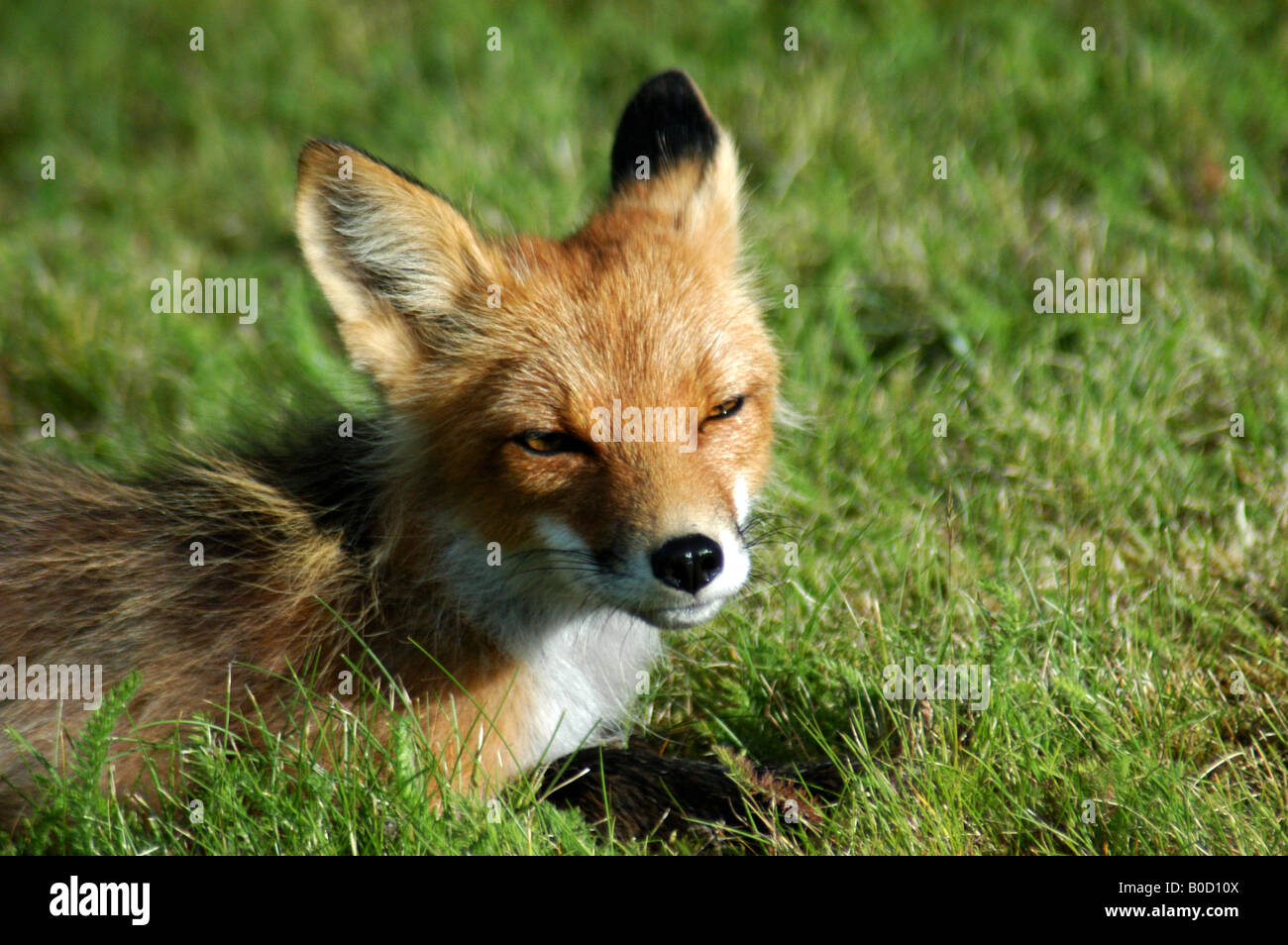 Red fox in Katmai National Park, Alaska, USA Stock Photo - Alamy