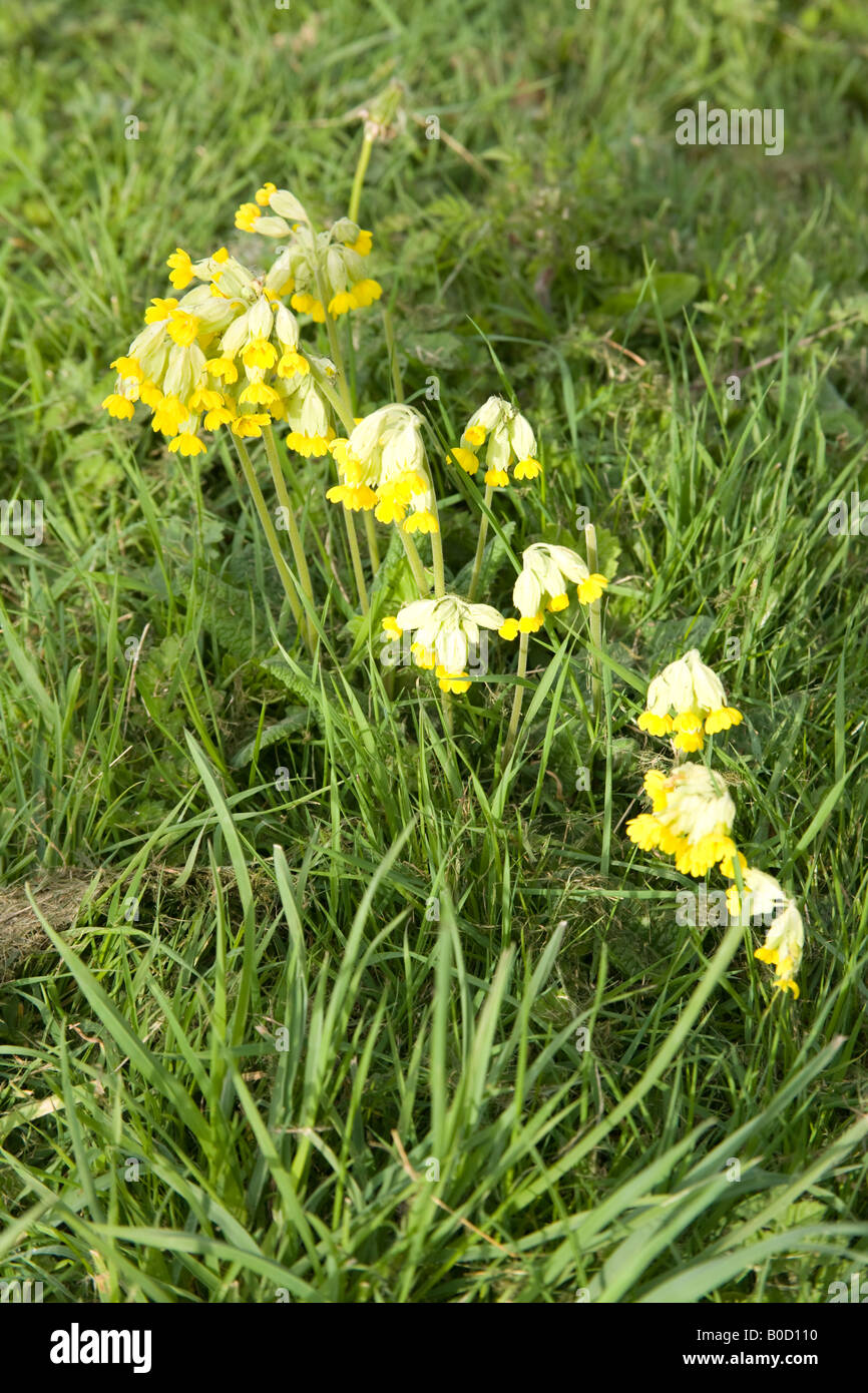 Cowslip flowers Hampshire England Stock Photo - Alamy