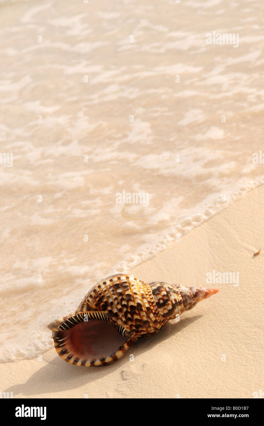 Seashell and ocean wave on sandy tropical beach Stock Photo - Alamy